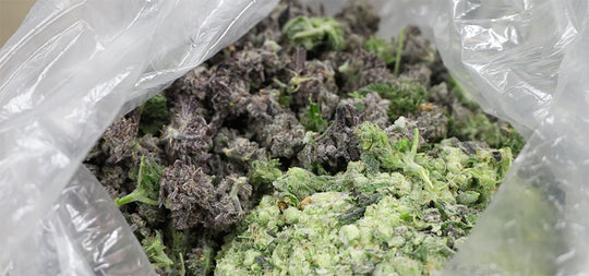 What Is Fresh Frozen Cannabis? Definition, Benefits & More